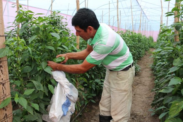 Horticultores cosechan locotes cultivados en invernadero - Paraguay ...